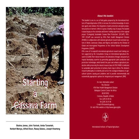 THE BEST WAY OF STARTING A CASSAVA FARM. PDF | PPT