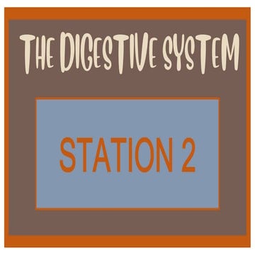 Station 2 digestive system | PPT