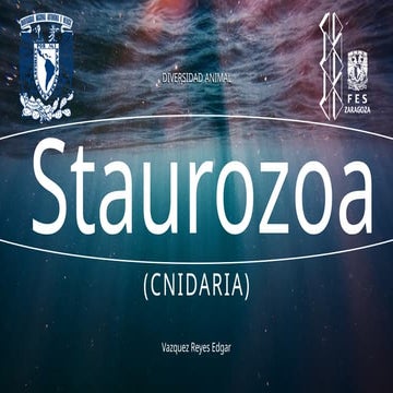 Staurozoa una visión completa sobre una clase poco investigada | PPTX