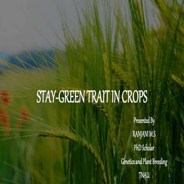 Stay green trait in crops ss | PPTX