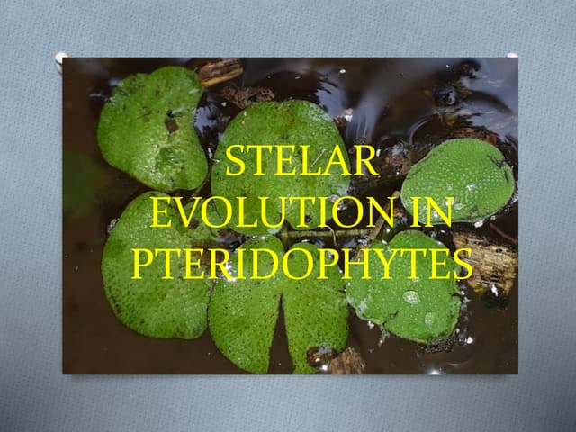 Types of stele and stelar evolution | PDF