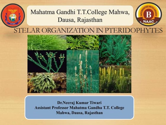 Types of stele and stelar evolution | PDF | Biological Sciences | Science