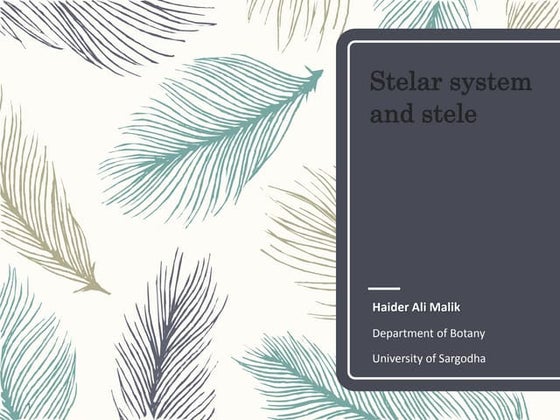Types of stele and stelar evolution | PDF | Biological Sciences | Science