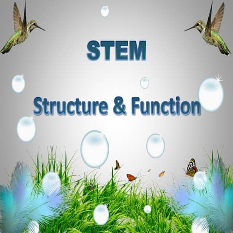 Stem | PPT