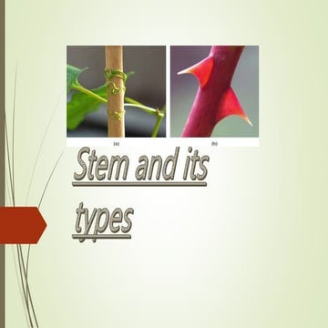 Stem and its types.pptx stem of plantsnt | PPTX