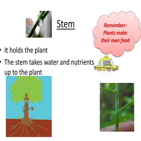 Stem and leaves | PPTX