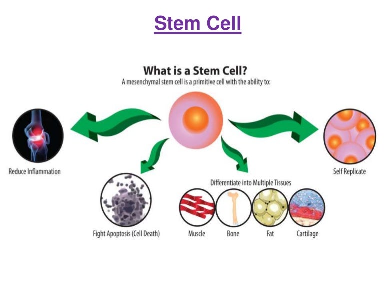 Where Does Stem Cell Come From where-does-stem-cell-come-from