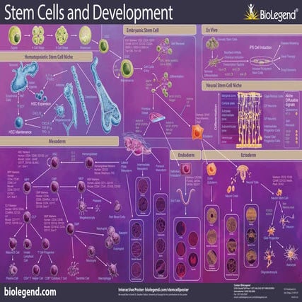 Stem Cell.pdf