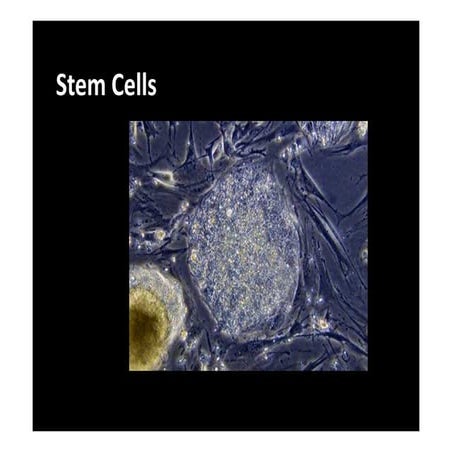 Stem Cell Powerpoint with teacher notes.pdf