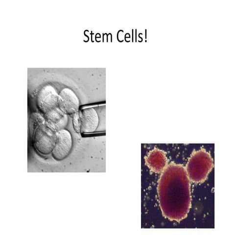 Stem cells! | PPTX | Biological Sciences | Science