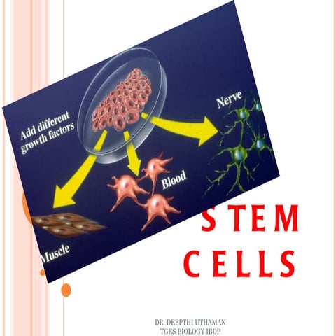Stemcells | PPT | Genetics | Science