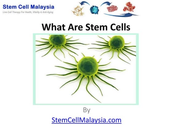 Introduction to stem cell | PPT