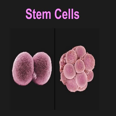 Stem cells | PPT