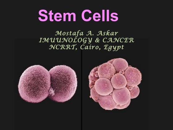 Stem Cells | PPT