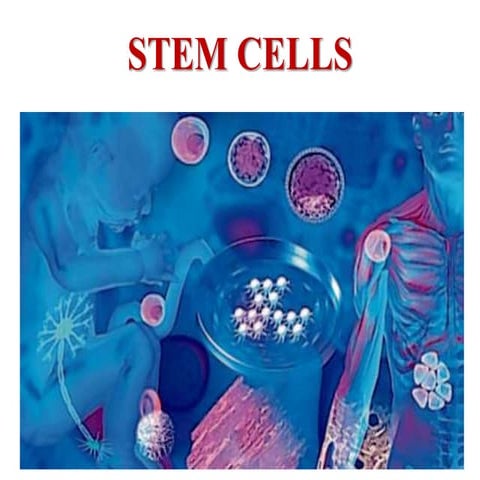 Stem cells basics | PPTX