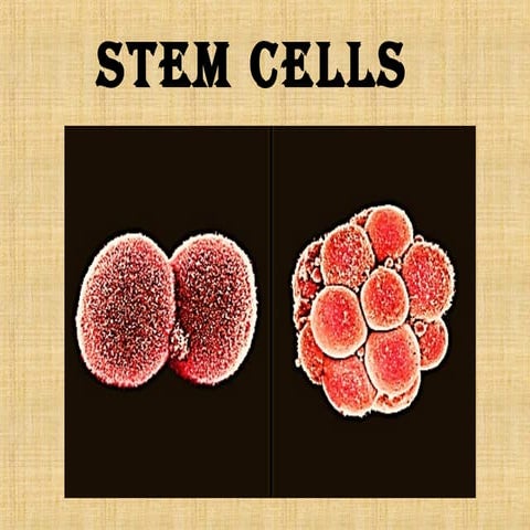 Stem cells | PPT