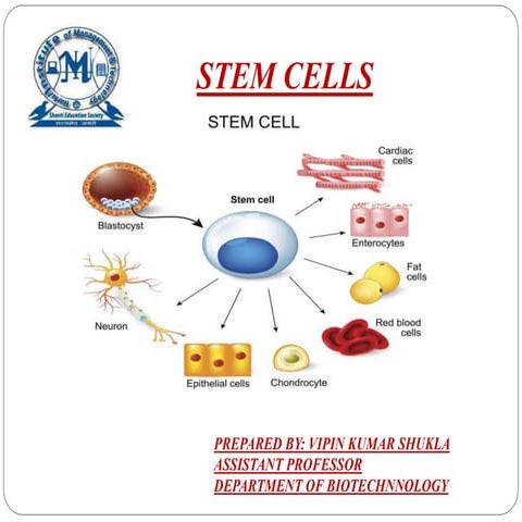 stem cells | PPT