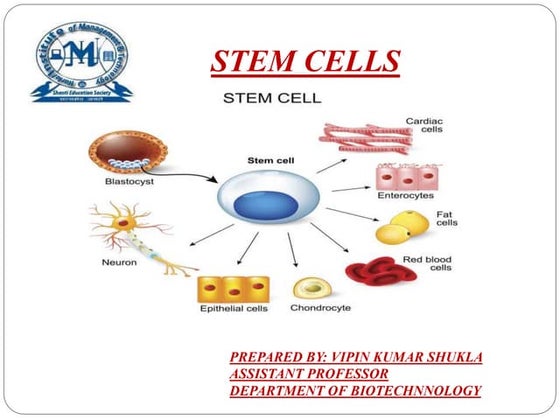 Stem Cell Research & Related Ethical Issues | PDF