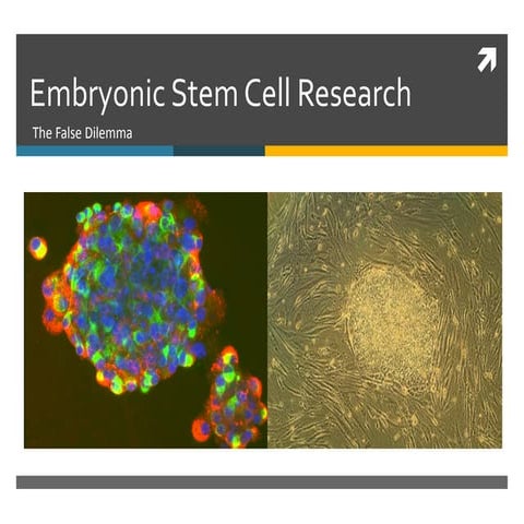 Stemcells2 | PPT