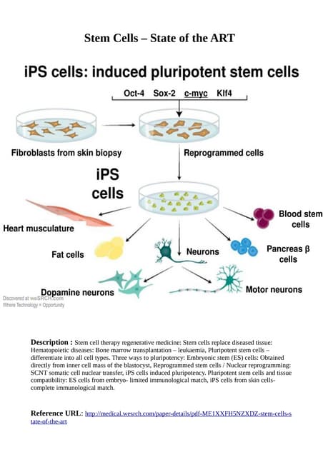 Differentiation of ipsc | PPT