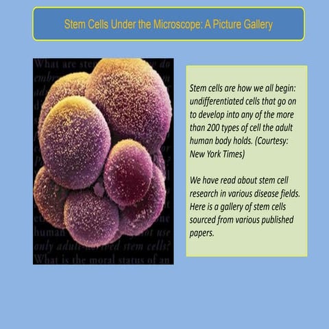 Stem cells under the microscope a picture gallery | PPT
