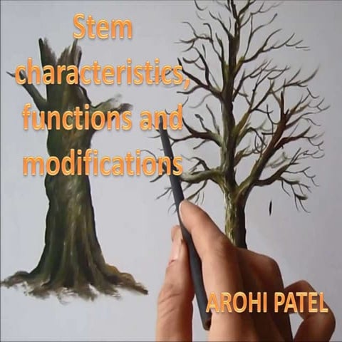 Stem characteristics, functions and modifications | PPTX