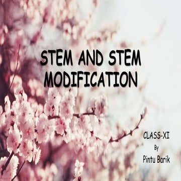 Root and Stem Morphology: Exploring Modifications and Key Concepts ...