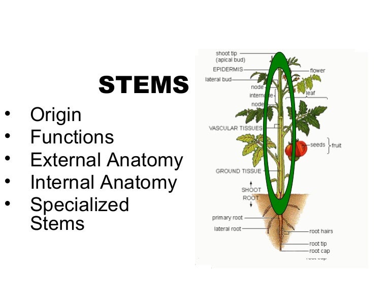 Stems 100926175806 phpapp02 stems-100926175806-phpapp02