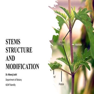 STEMS STRUCTURE AND MODIFICATION.pptx
