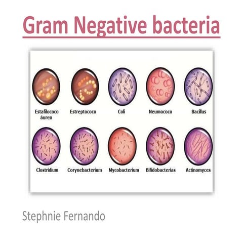 Gram Negative Bacteria | PPTX