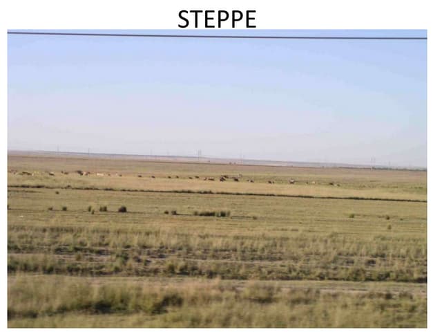 Vegetation cover ng asya ( behetasyon) | PPTX