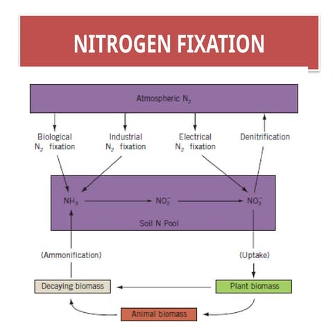 Steps in nodule formation in leguminous plants(1) (1).pptx
