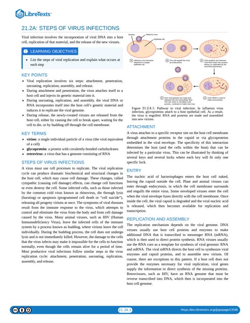 T CELL RECEPTOR.pptx | Genetics | Science