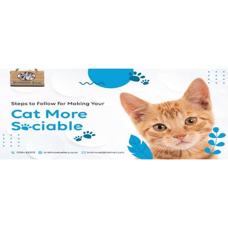 Steps to Follow for Making Your Cat More Sociable.pdf