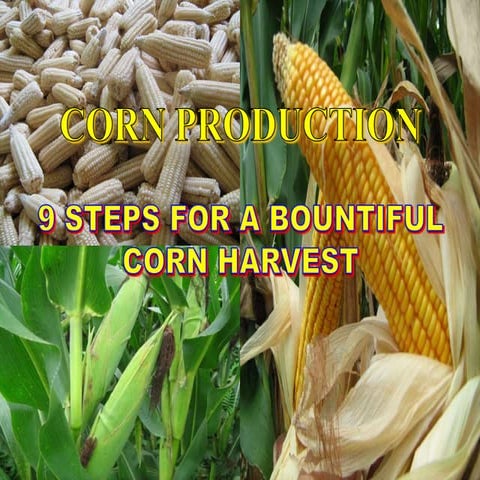 Steps towards a bountiful corn harvest.ppt