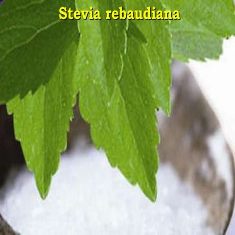 Stevia | PPT