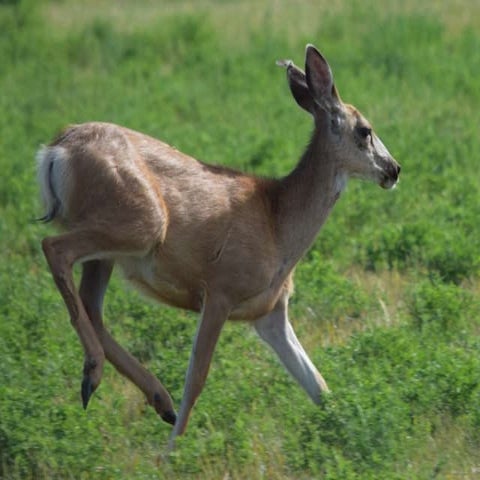 Stewart lake and Clayhurst July | PPTX