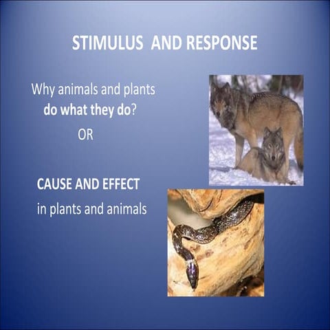 Stimulus and response | PPT