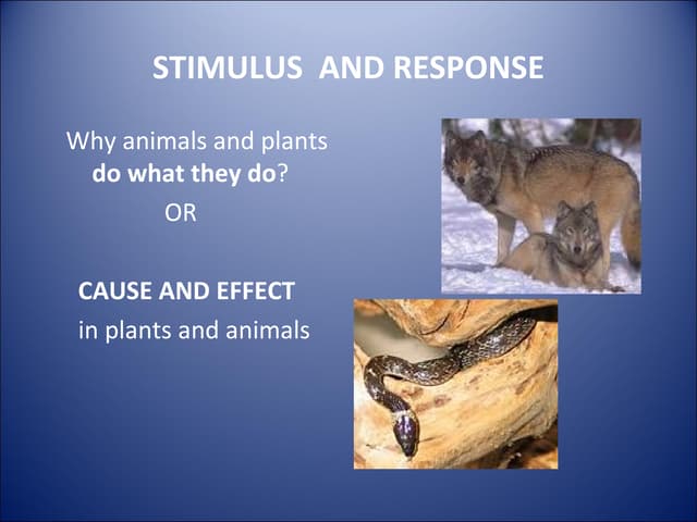 Stimulus and Response Worksheet 2 with Answers | PDF