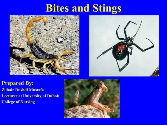 DESERT SNAKE SCORPION AWARENESS.pptx hse | PPTX