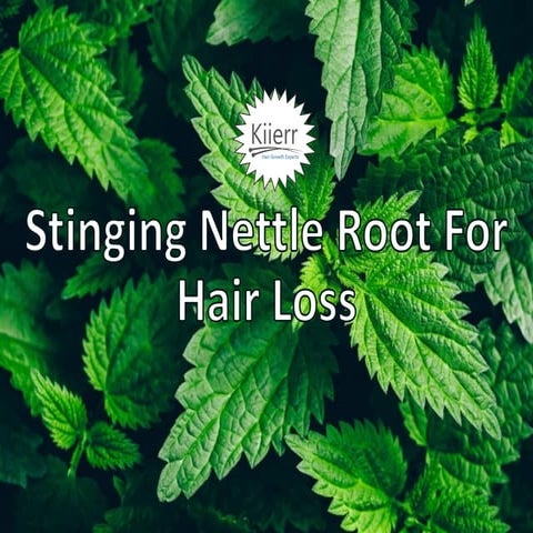 Stinging Nettle Root for Hair Loss : Will it Work for You? | PPT