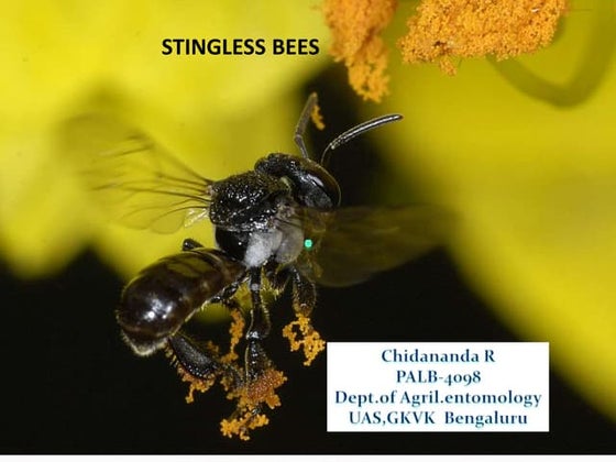 Effect of Climate Change on Bees & Mitigation .pdf