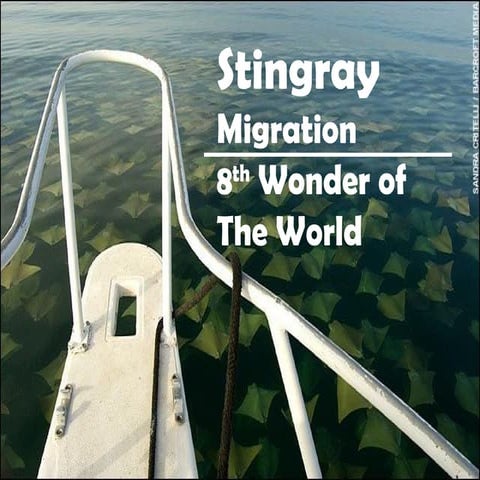 Stingray | PPT