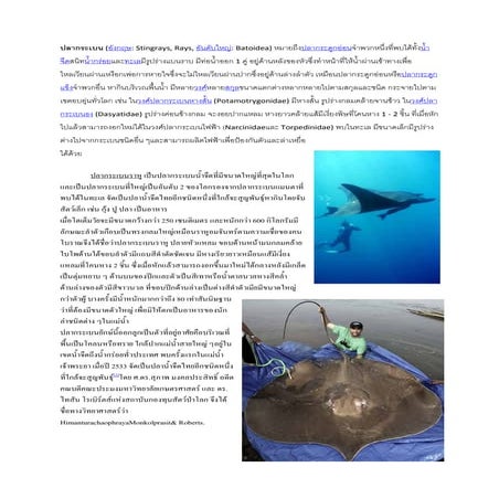 Stingrays | PDF