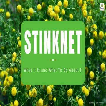Stinknet: What It Is and What To Do About It | PPTX