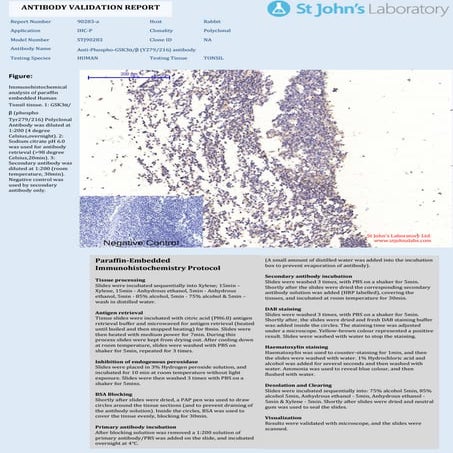 Immunohistochemistry Antibody Validation Report for Anti-Phospho-GSK3α ...