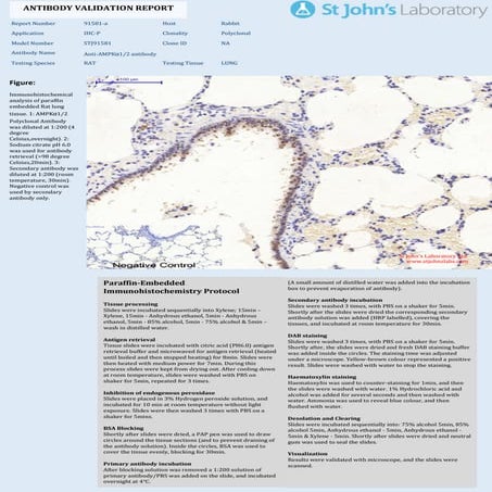 Immunohistochemistry Antibody Validation Report for Anti-AMPKα1/2 ...