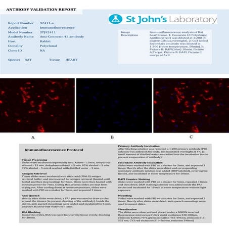 Immunohistochemistry (IHC) Protocol | PDF