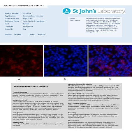 Immunofluorescence Antibody Validation Report for Anti-Cyclin D1 ...