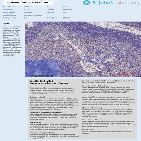 Immunofluorescence Antibody Validation Report for Anti-Cyclin D1 ...